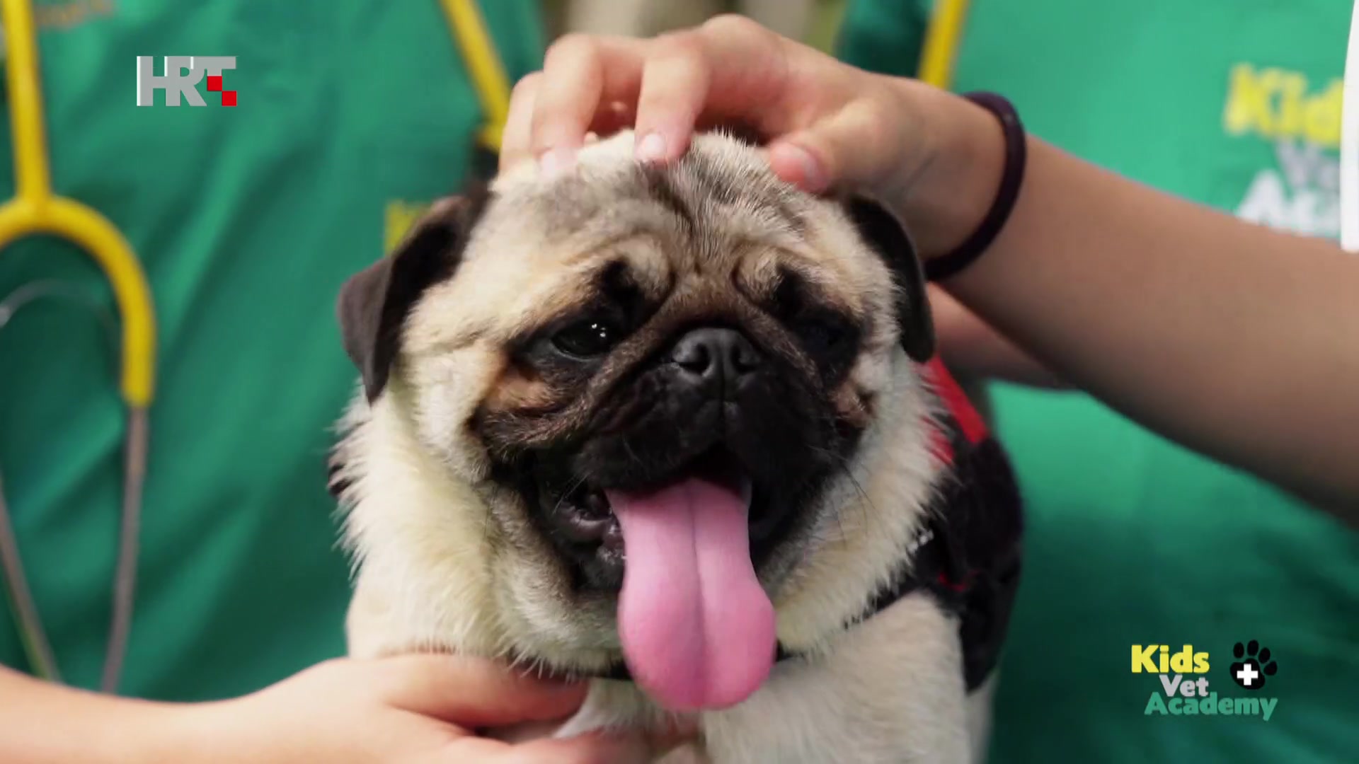 Kids Vet Factor - Juhuhu